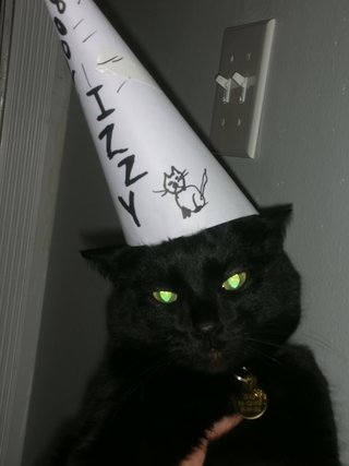 Izzy Harvey Obituary | Clock Timeless Pets